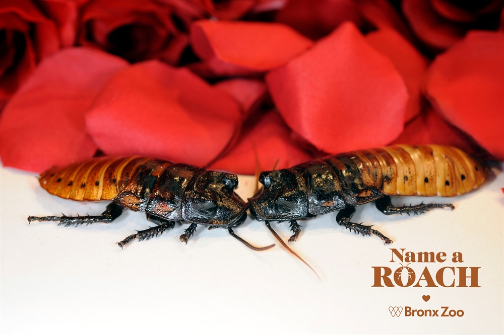 Say It With a Hiss: ‘Name a Roach’ Returns to the Bronx Zoo This Valentine’s Day > Newsroom